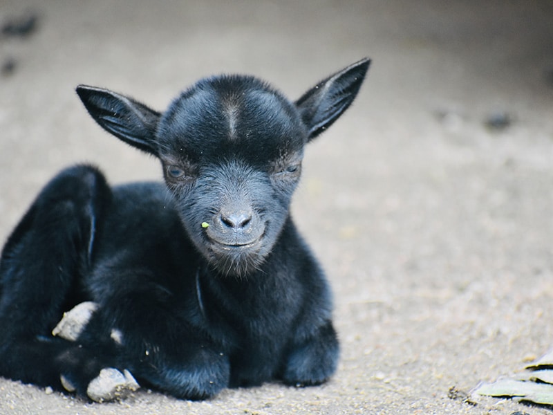 Windsor Gates - BrooklynParkApts